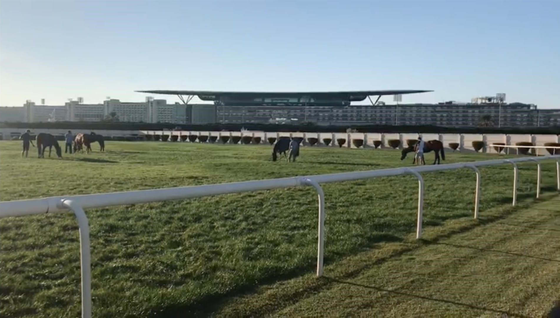 Visiting the Dubai Equine Hospital – Adel Resort